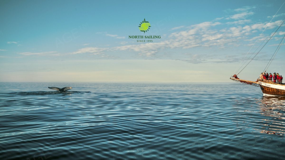 Whale Watching in Husavik with North Sailing, Iceland