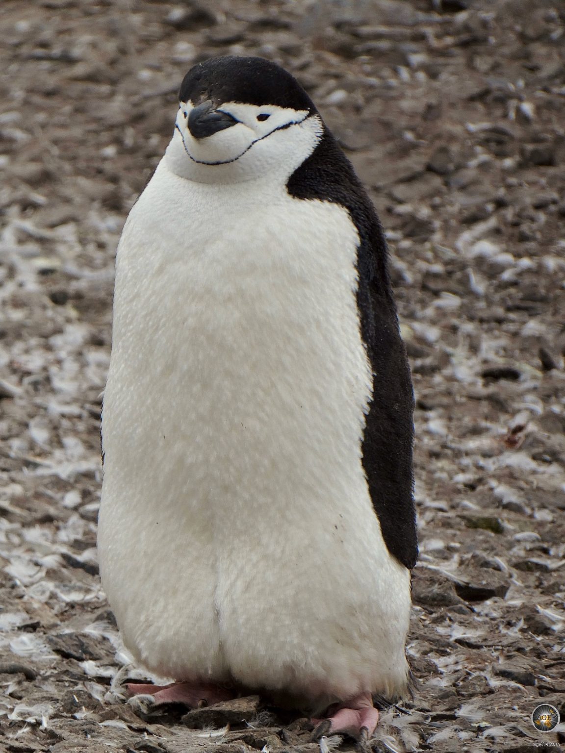 Perfil do Pinguim-de-barbicha - Enciclopédia Animal - Fatos Importantes ...