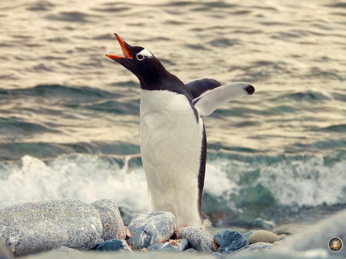 Hewan Antartika, 50 foto menarik: penguin, anjing laut, paus, burung laut