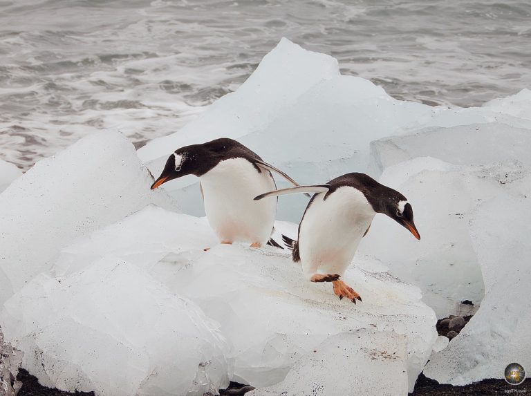 Animaux de l'Antarctique, 50 photos fascinantes : pingouins, phoques ...