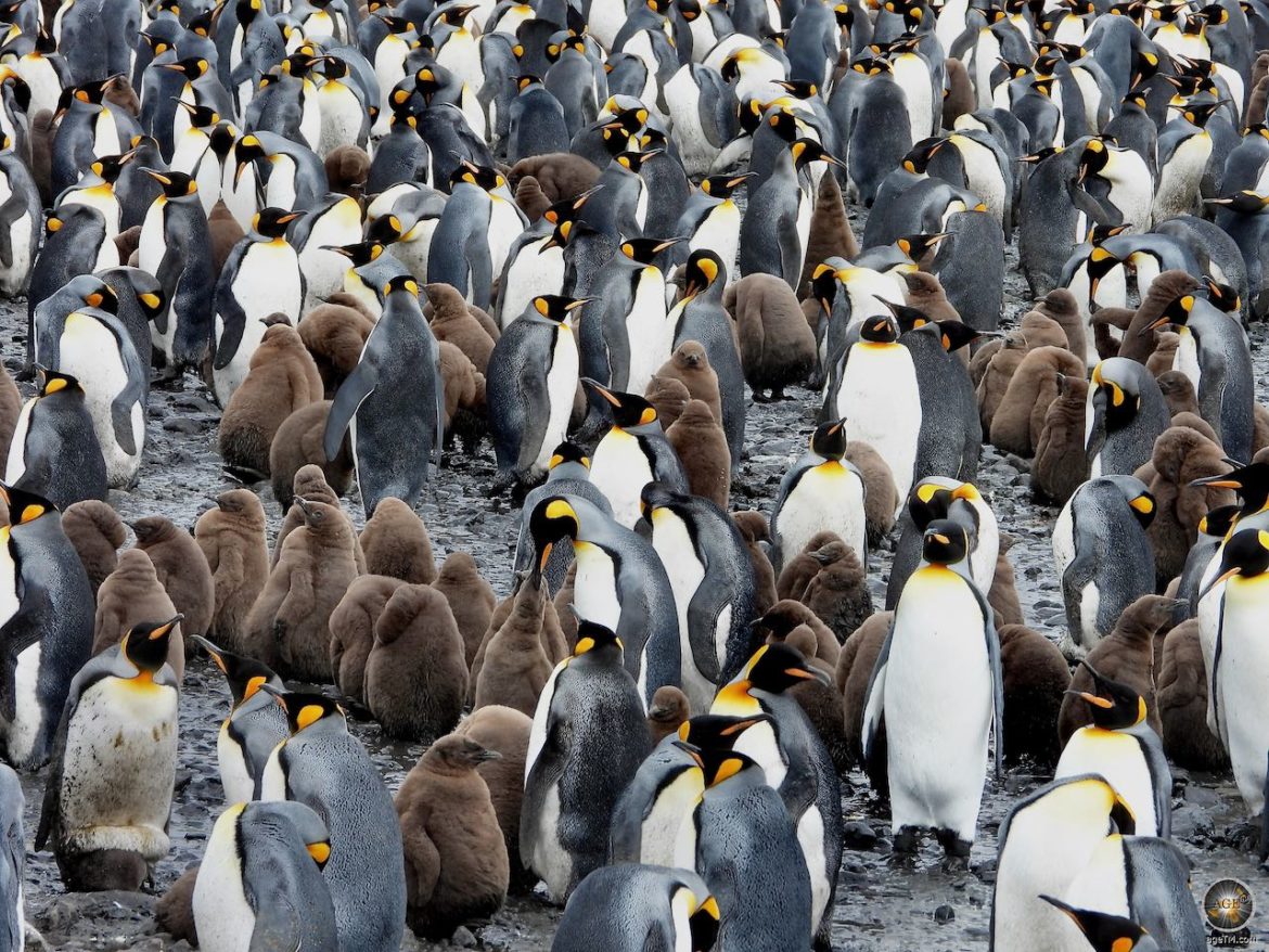 Animal Encyclopedia: King Penguin Profile Important Facts 25 Photos