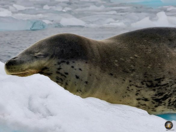 Animaux de l'Antarctique, 50 photos fascinantes : pingouins, phoques ...