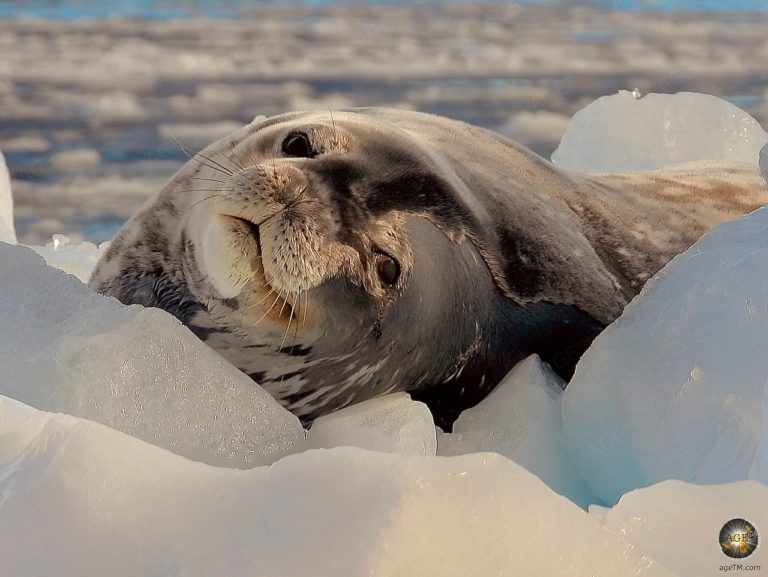 Animaux de l'Antarctique, 50 photos fascinantes : pingouins, phoques ...