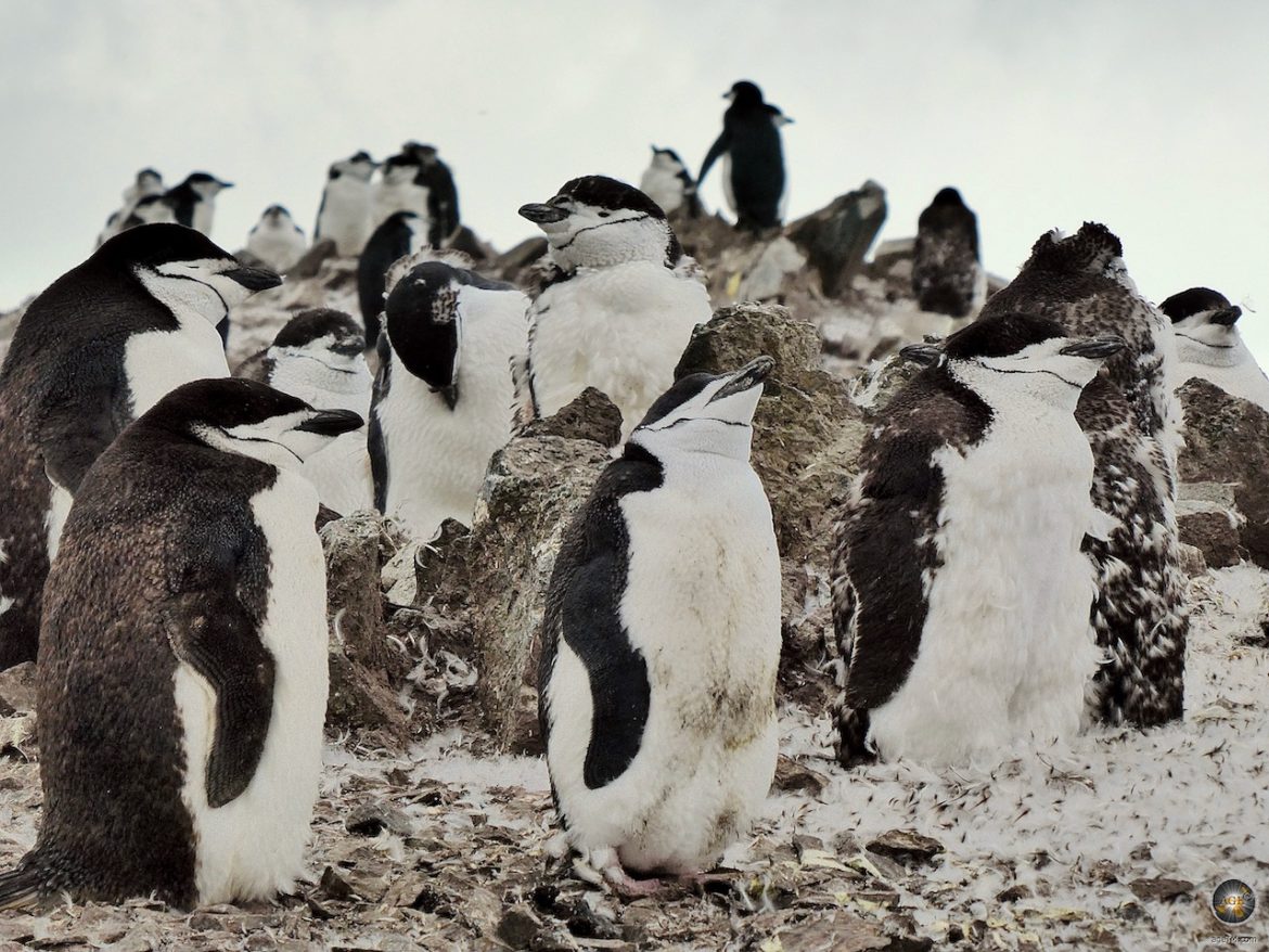 Perfil do Pinguim-de-barbicha - Enciclopédia Animal - Fatos Importantes ...
