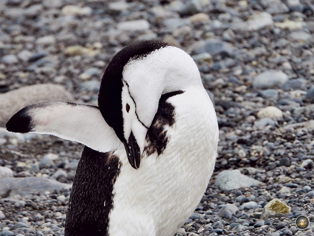 Perfil do Pinguim-de-barbicha - Enciclopédia Animal - Fatos Importantes ...