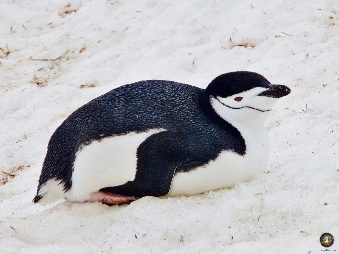 Perfil do Pinguim-de-barbicha - Enciclopédia Animal - Fatos Importantes ...