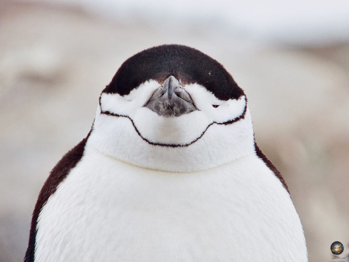 Perfil do Pinguim-de-barbicha - Enciclopédia Animal - Fatos Importantes ...