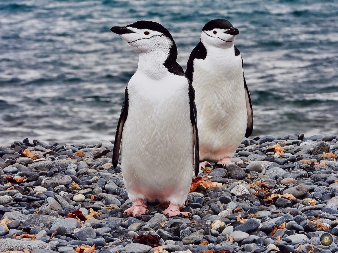 Perfil do Pinguim-de-barbicha - Enciclopédia Animal - Fatos Importantes ...