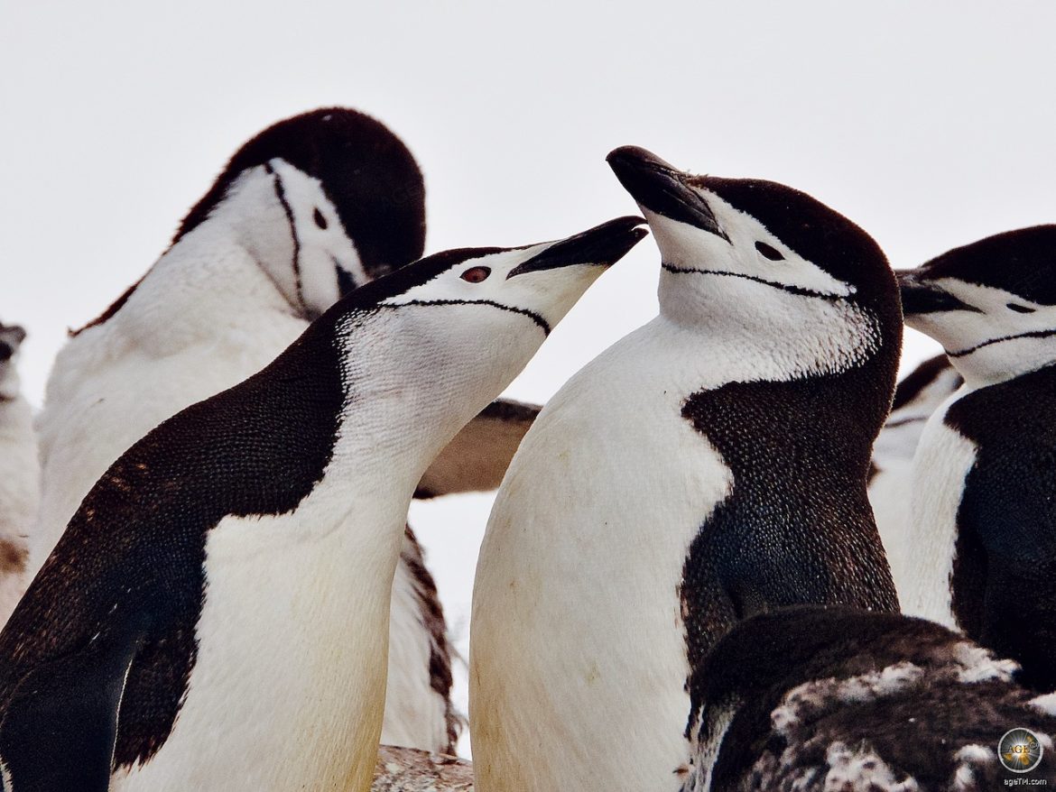 Perfil del pingüino de barbijo (Pygoscelis antarcticus), fotos e ...