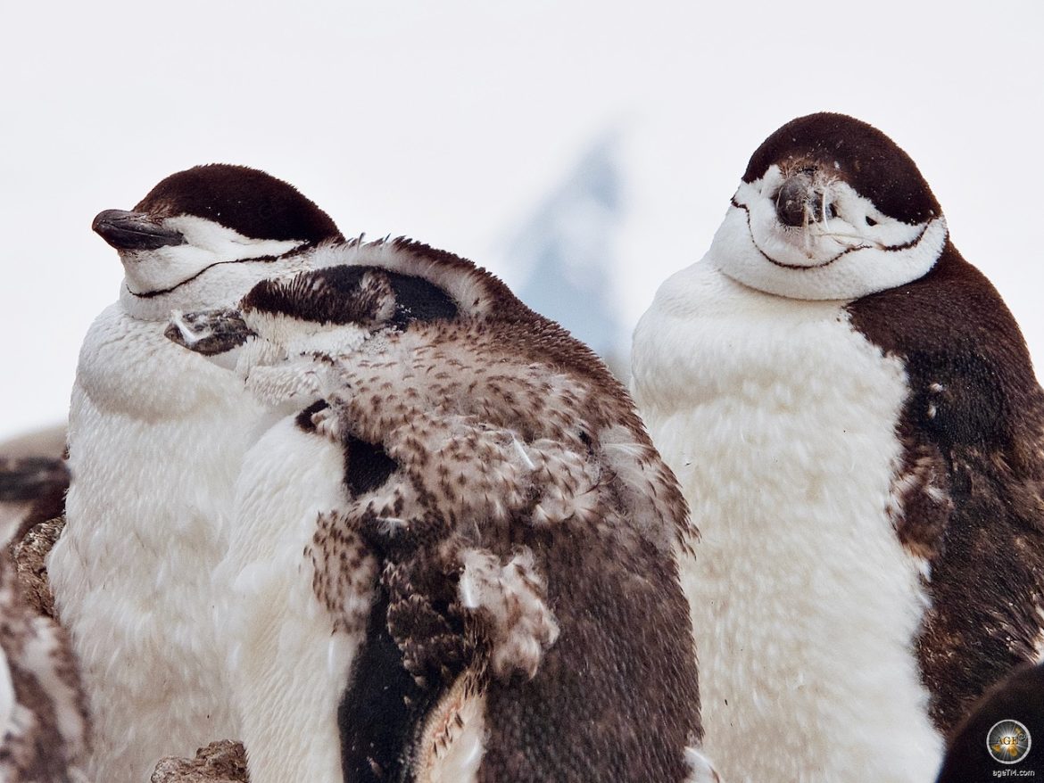 Perfil do Pinguim-de-barbicha - Enciclopédia Animal - Fatos Importantes ...