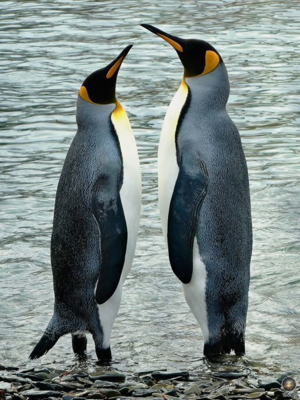 Animal Encyclopedia: King Penguin Profile Important Facts 25 Photos