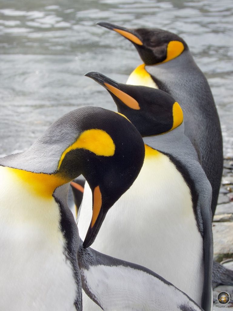 Dierenencyclopedie: Profiel van de koningspinguïn, belangrijke feiten ...