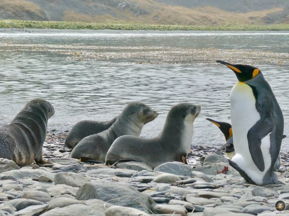 Animal Encyclopedia: King Penguin Profile Important Facts 25 Photos