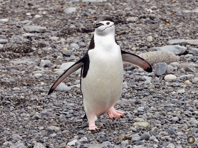 Perfil do Pinguim-de-barbicha - Enciclopédia Animal - Fatos Importantes ...