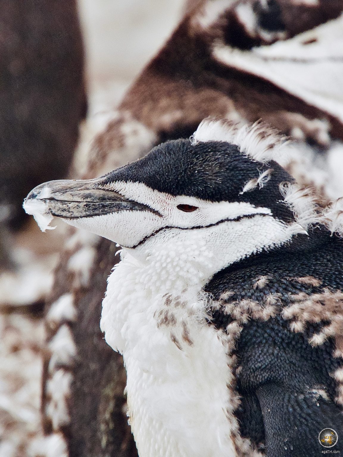 Perfil do Pinguim-de-barbicha - Enciclopédia Animal - Fatos Importantes ...