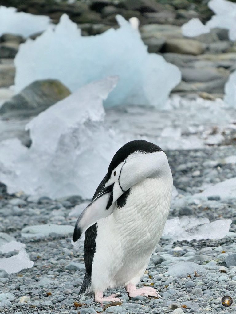 Perfil do Pinguim-de-barbicha - Enciclopédia Animal - Fatos Importantes ...