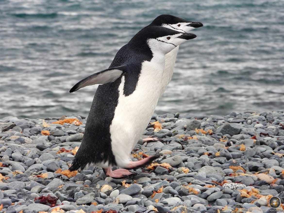 Perfil do Pinguim-de-barbicha - Enciclopédia Animal - Fatos Importantes ...