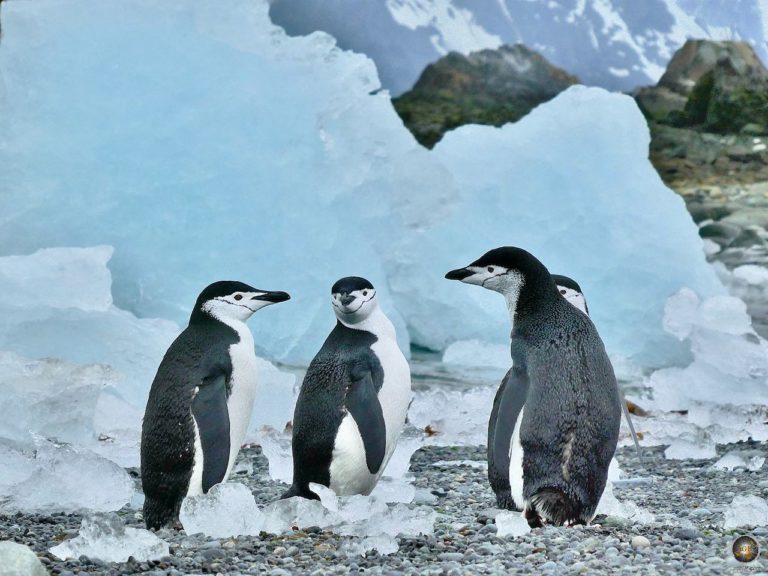 Perfil do Pinguim-de-barbicha - Enciclopédia Animal - Fatos Importantes ...