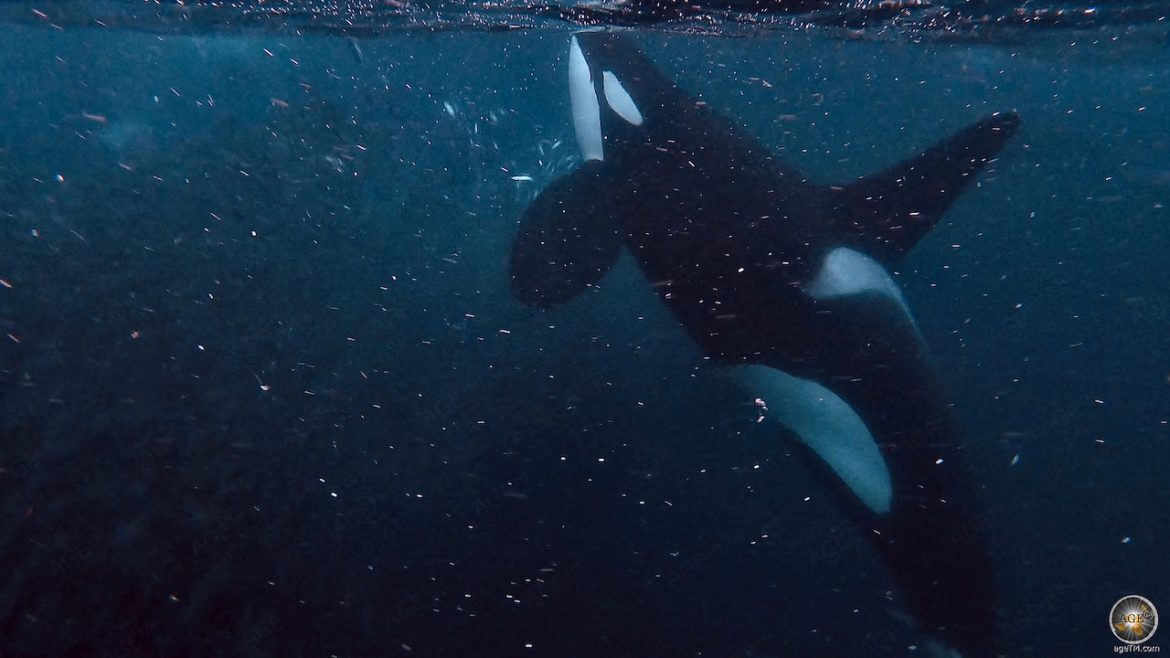 Tierlexikon Schwertwal Fakten Orca Steckbrief 15 Fotos wild
