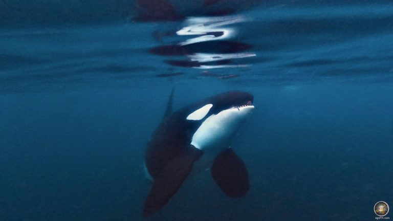 Enciclopedia Animal Datos sobre la Orca Perfil de la Orca 15 Fotos Salvajes