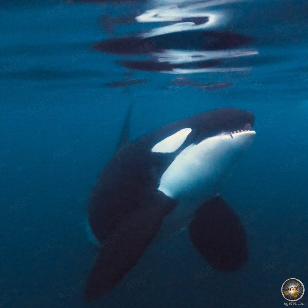 Animal Encyclopedia Killer Whale Facts Orca Profile 15 Photos wild