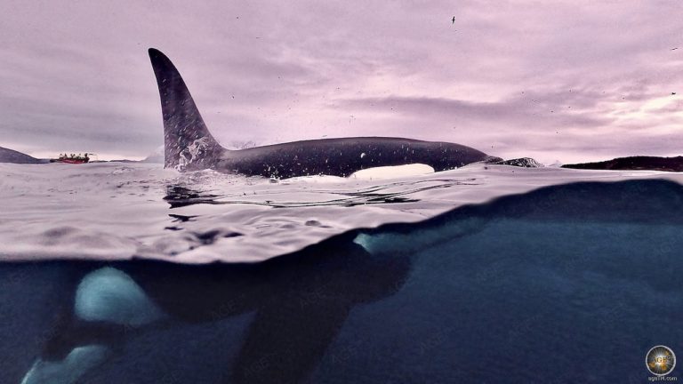 Tierlexikon Schwertwal Fakten Orca Steckbrief 15 Fotos wild