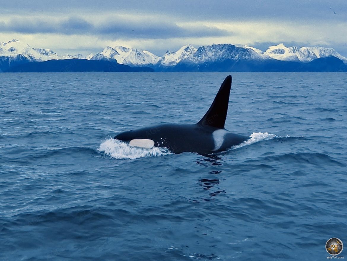 Enciclopedia Animal Datos sobre la Orca Perfil de la Orca 15 Fotos Salvajes
