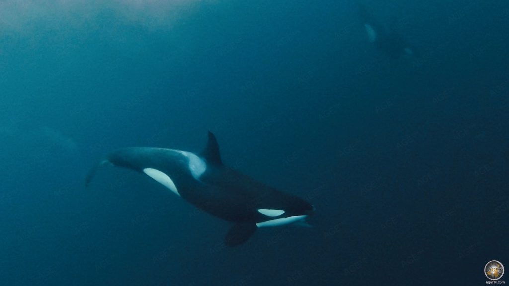 Snorkeling with killer whales: Orca herring hunt, Skjervøy