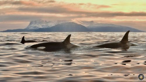 Tierlexikon Schwertwal Fakten Orca Steckbrief 15 Fotos wild