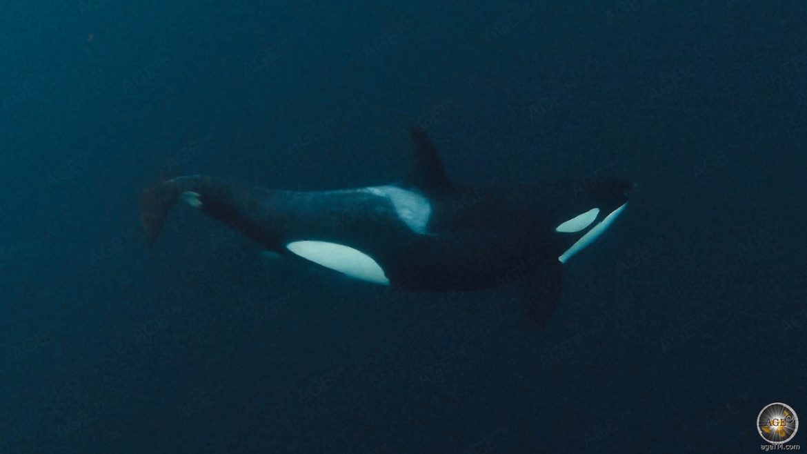 Tierlexikon Schwertwal Fakten Orca Steckbrief 15 Fotos wild