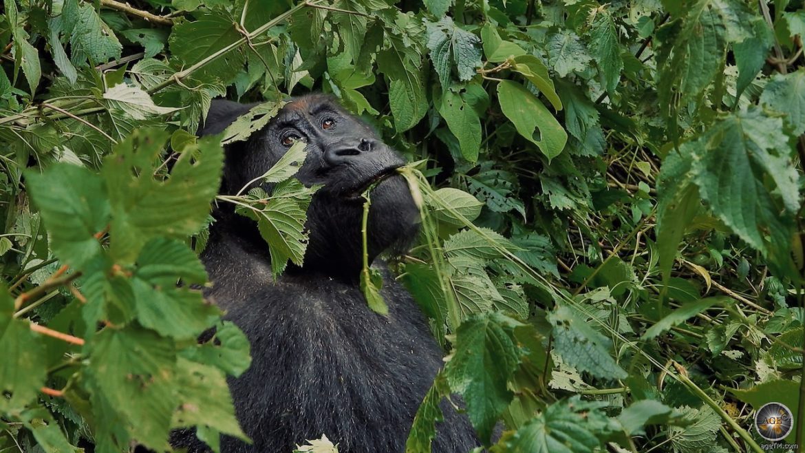 Experimente o passeio de observação de gorilas na África ao vivo e ...