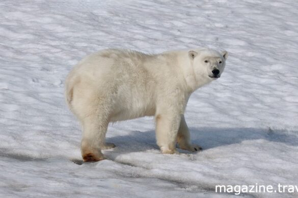 Longyearbyen in Svalbard: The northernmost city in the world
