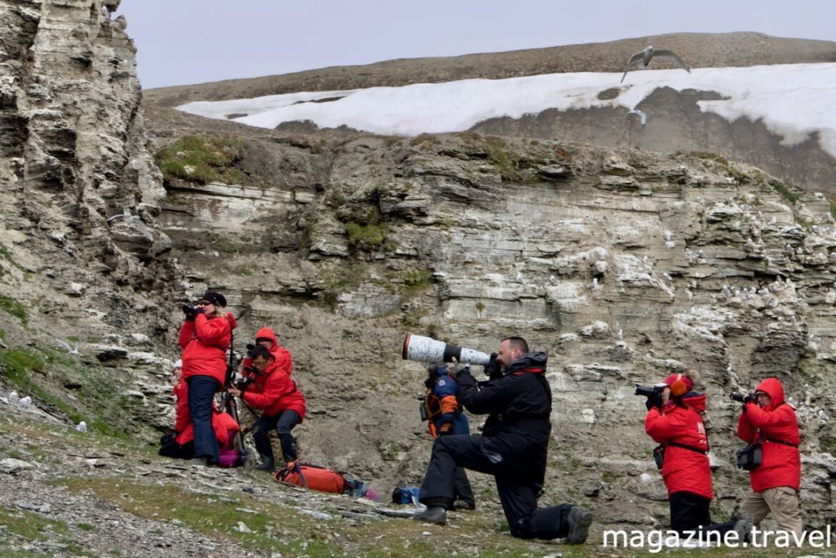 Eisbären in Spitzbergen wichtige Fragen, Infos & Erfahrungen